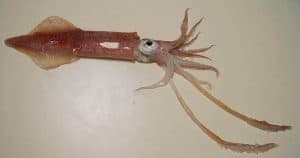 Squid's Hidden World: Adaptations, Reproduction & Species - Nature Roamer