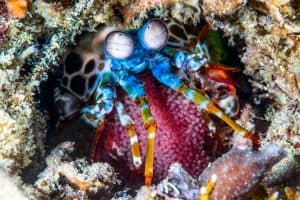 Marine Architects: Ingenious Creature Structures - Nature Roamer