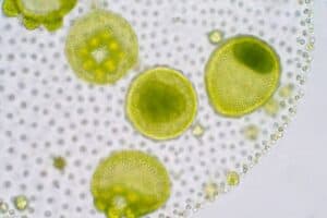Wonders of Plankton: Tiny Organisms, Huge Impact - Nature Roamer