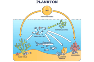 Wonders of Plankton: Tiny Organisms, Huge Impact - Nature Roamer