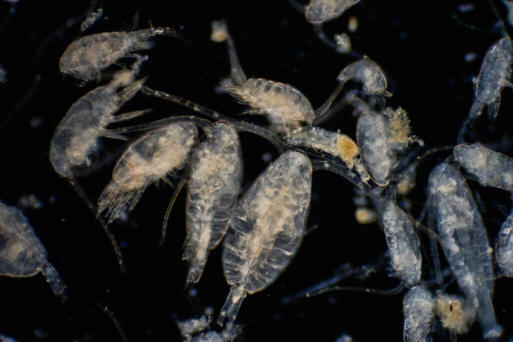 Wonders of Plankton: Tiny Organisms, Huge Impact - Nature Roamer