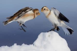 Arctic Birds: Masters of Survival (Species & Adaptations) - Nature Roamer