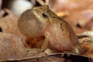 Tree-Dwelling Frogs & Their Adaptations - Nature Roamer