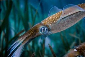 Squid's Hidden World: Adaptations, Reproduction & Species - Nature Roamer