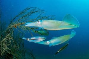 Squid's Hidden World: Adaptations, Reproduction & Species - Nature Roamer