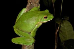 Tree-Dwelling Frogs & Their Adaptations - Nature Roamer