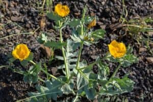 Extremophytes: Plants that Flourish in Extreme Conditions - Nature Roamer