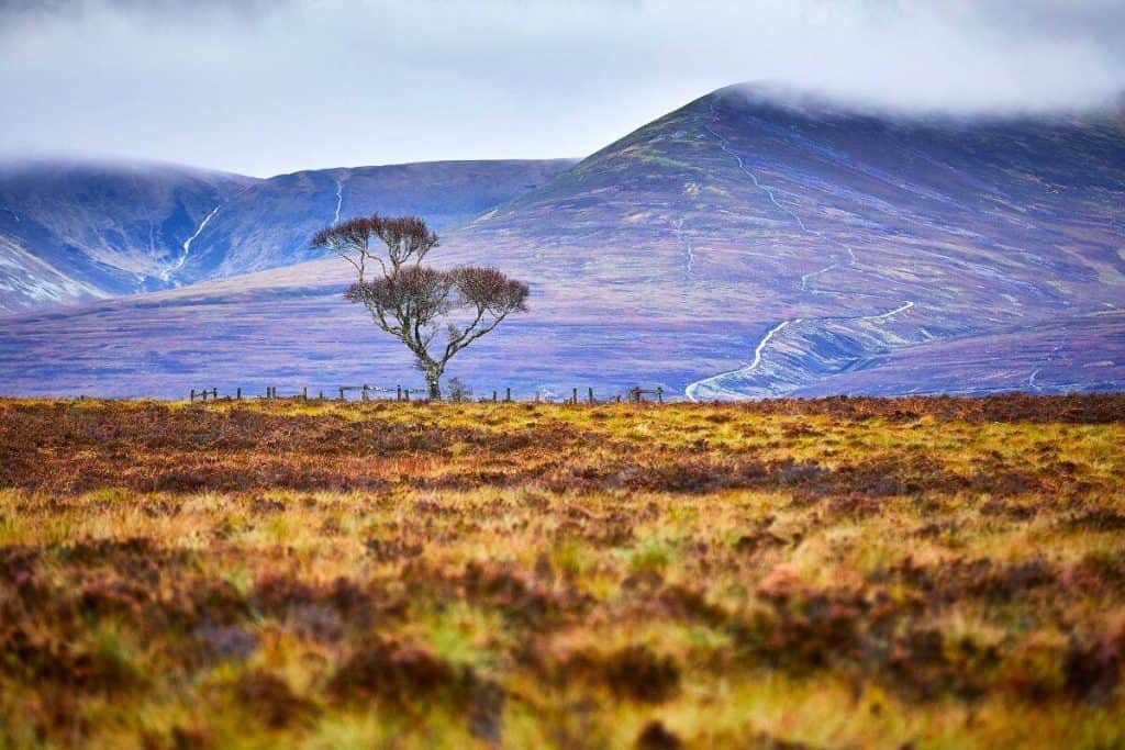 Snowdonia National Park: A Wildlife Enthusiast's Guide - Nature Roamer