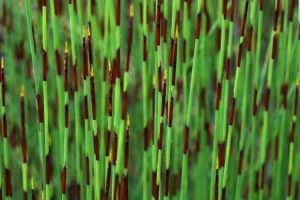 Exploring Fynbos Flora (Species, Adaptations, & Conservation) - Nature ...