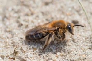Meet the Pollinators: Common Bee Species in North America - Nature Roamer