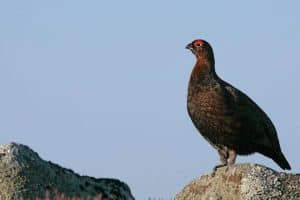 A Wildlife Enthusiast's Guide to the Mourne Mountains - Nature Roamer