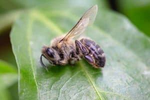 Meet the Pollinators: Common Bee Species in North America - Nature Roamer