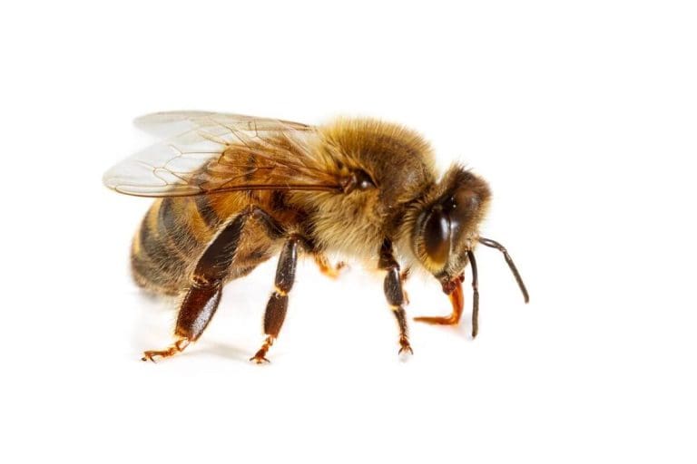 Meet the Pollinators: Common Bee Species in North America - Nature Roamer