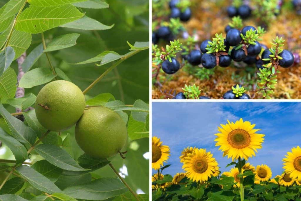 Floral Sun-Trackers: Exploring Heliotropic Plants - Nature Roamer