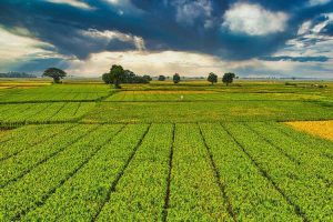 Allelopathy: Nature's Chemical Warfare in Plants - Nature Roamer