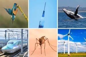 Biomimicry: Animal-Inspired Inventions - Nature Roamer