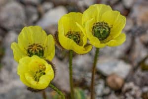 Floral Sun-Trackers: Exploring Heliotropic Plants - Nature Roamer