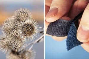 Biomimicry: Animal-Inspired Inventions - Nature Roamer