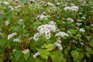 Allelopathy: Nature's Chemical Warfare in Plants - Nature Roamer