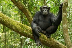 Animal Cannibalism: Animals that Eat their Own Species - Nature Roamer