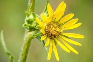 Floral Sun-Trackers: Exploring Heliotropic Plants - Nature Roamer