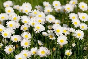 Floral Sun-Trackers: Exploring Heliotropic Plants - Nature Roamer