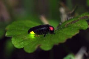 Biomimicry: Animal-Inspired Inventions - Nature Roamer