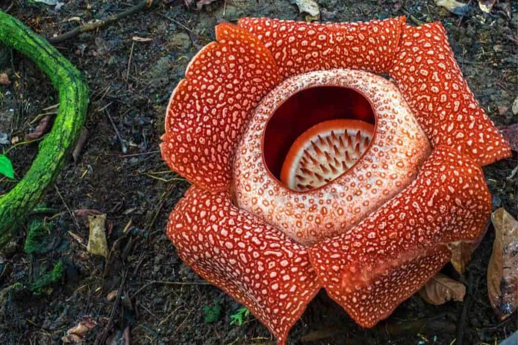 Extremophytes: Plants that Flourish in Extreme Conditions - Nature Roamer