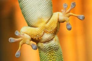 Biomimicry: Animal-Inspired Inventions - Nature Roamer