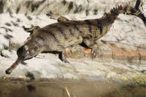 World of Crocodiles: Species, Anatomy & Behaviors - Nature Roamer