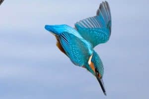 Biomimicry: Animal-Inspired Inventions - Nature Roamer