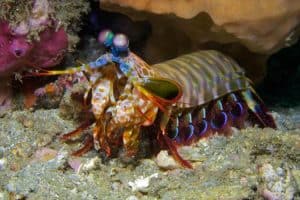 Biomimicry: Animal-Inspired Inventions - Nature Roamer