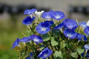 Floral Sun-Trackers: Exploring Heliotropic Plants - Nature Roamer