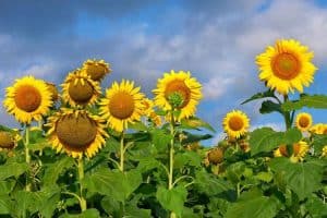 Floral Sun-Trackers: Exploring Heliotropic Plants - Nature Roamer