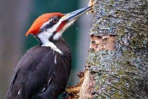 Biomimicry: Animal-Inspired Inventions - Nature Roamer