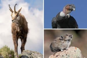 Alpine Fauna Resilience: Surviving High-Altitude Environments - Nature ...