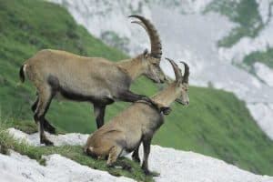 Alpine Fauna Resilience: Surviving High-Altitude Environments - Nature ...
