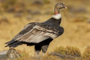 Alpine Fauna Resilience: Surviving High-Altitude Environments - Nature ...