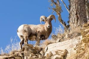 Alpine Fauna Resilience: Surviving High-Altitude Environments - Nature ...