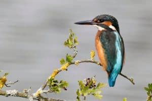Exploring Kingfishers: Anatomy, Behaviors, & Species - Nature Roamer