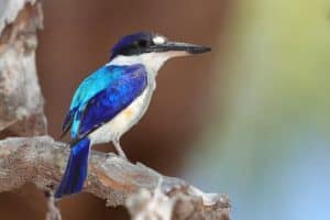 Exploring Kingfishers: Anatomy, Behaviors, & Species - Nature Roamer