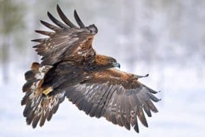 Alpine Fauna Resilience: Surviving High-Altitude Environments - Nature ...