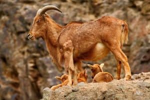 Alpine Fauna Resilience: Surviving High-Altitude Environments - Nature ...