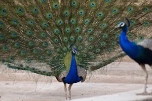 Bird Plumage: Evolutionary Significance of Bird Colors - Nature Roamer