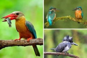 Exploring Kingfishers: Anatomy, Behaviors, & Species - Nature Roamer