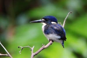 Exploring Kingfishers: Anatomy, Behaviors, & Species - Nature Roamer
