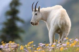 Alpine Fauna Resilience: Surviving High-Altitude Environments - Nature ...