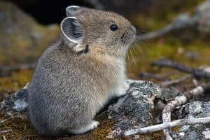 Alpine Fauna Resilience: Surviving High-Altitude Environments - Nature ...