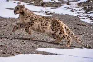 Alpine Fauna Resilience: Surviving High-Altitude Environments - Nature ...