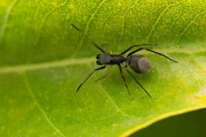 Ant Mimicry: Insects that Pretend to be Ants - Nature Roamer